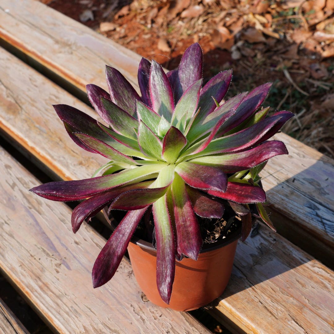 Aeonium Firecracker, Rare Plants, Live Succulent Plants, Succulents ...