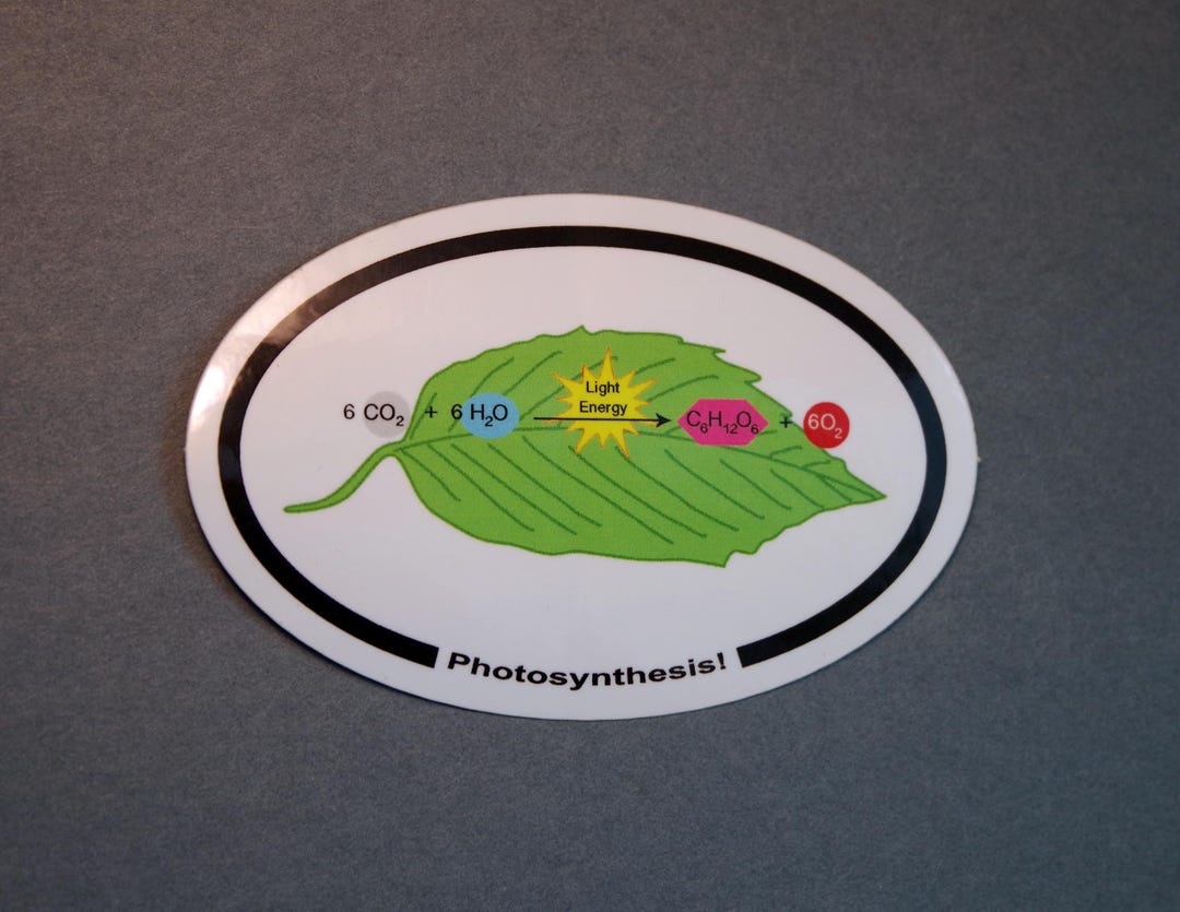 Photosynthesis Sticker - Etsy