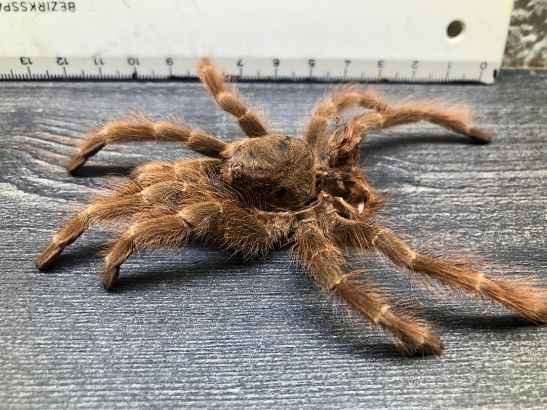 Halloween Decoration Original Tarantula Molting Nhandu Tripepii ...