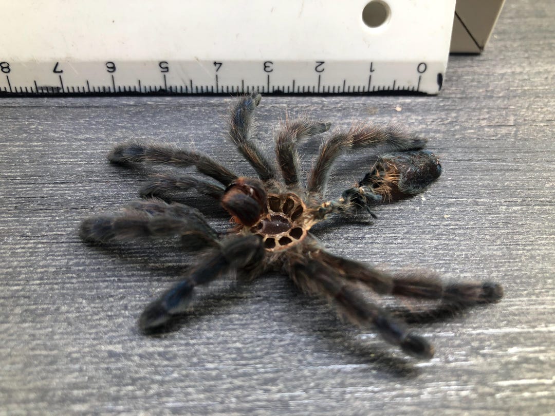 Halloween Decoration Original Tarantula Molting Caribena Versicolor ...