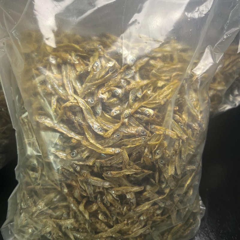 Dried Fish Skin Safety Lamp - Etsy Canada