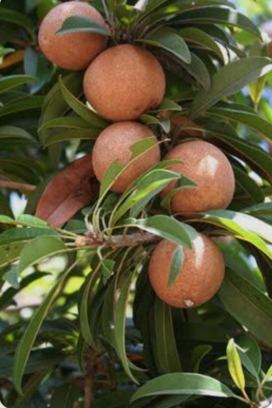 Níspero (manilkara Zapota) – Árbol Frutal Vivo De 45 Cm / Envío ...