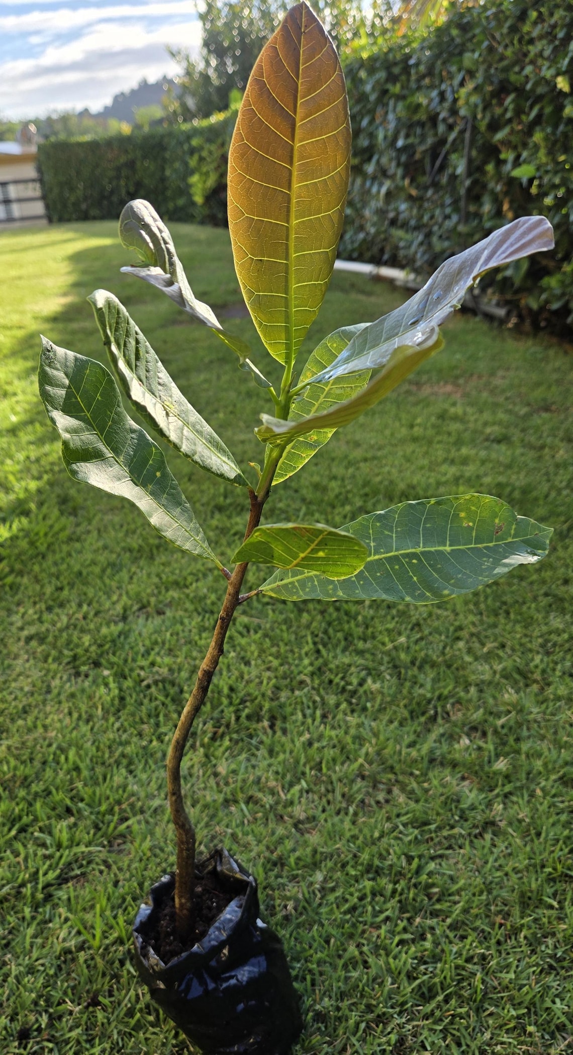 Live Cashew Tree (pajuil) 1 Ft – Anacardium Occidentale – Tropical ...