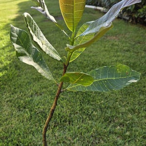 Live Cashew Tree (pajuil) 1 Ft – Anacardium Occidentale – Tropical ...