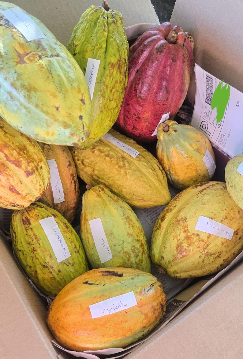 Fresh Cacao Pods - Raw Chocolate Fruit - Direct From Farm / Shipping ...
