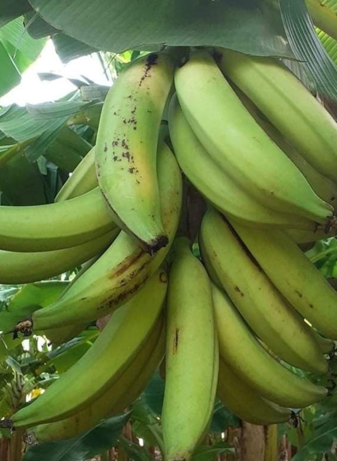Planta De Platain Viva (maricongo) Seeds/ Árbol Frutal Tropical ...