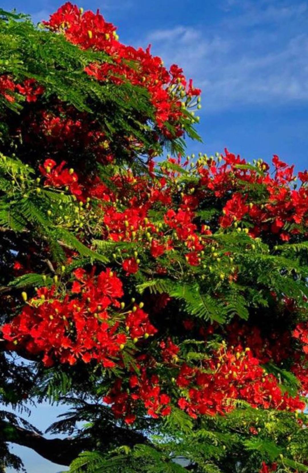 Royal Poinciana Tree (flamboyant) Live 10 @ 12 Inches Shipping Priority ...
