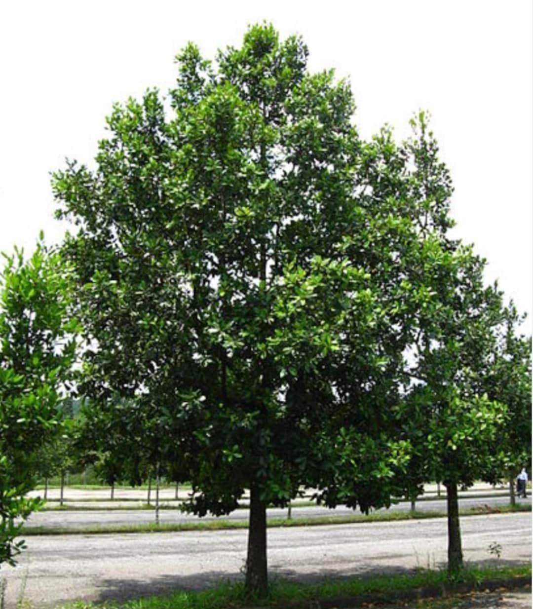 Plant María Calophyllum Antillanum ( Two Tree)– Live Tropical Tree, 1.5 ...