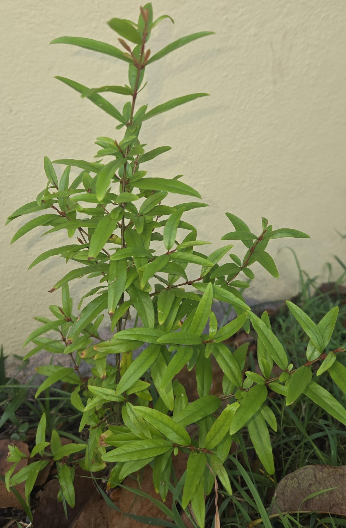 Granada Tree(punica Granatum) Buy and Get a Free Mulberry Tree - Etsy