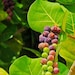 Live Sea Grape Tree | Coccoloba Uvifera | Tropical Beach Plant 24 ...