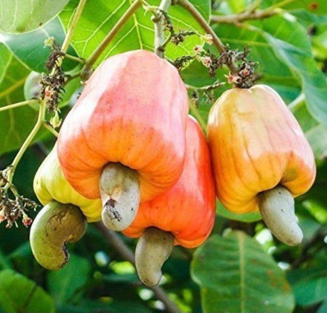 Live Cashew Tree (pajuil) 1 Ft – Anacardium Occidentale – Tropical ...