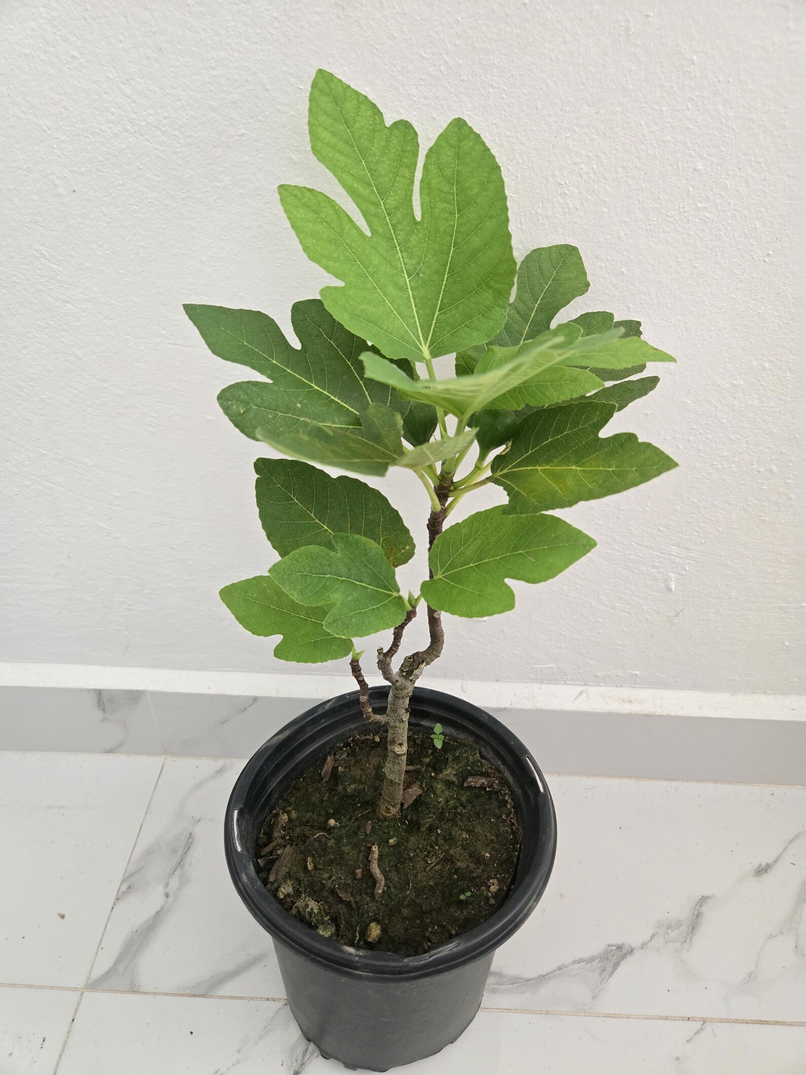 Fig Tree 1.5 to 2 Ft (higo Tree) Tropical Plant / Ficus Carica – Live ...