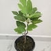 Fig Tree 1.5 to 2 Ft (higo Tree) Tropical Plant / Ficus Carica – Live ...