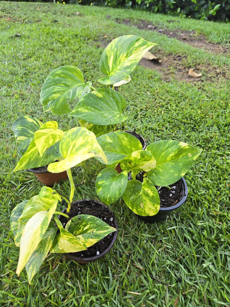 Golden Giant Live Plant – 2 Plants (10 to 12 Inches ) | Fast-growing ...
