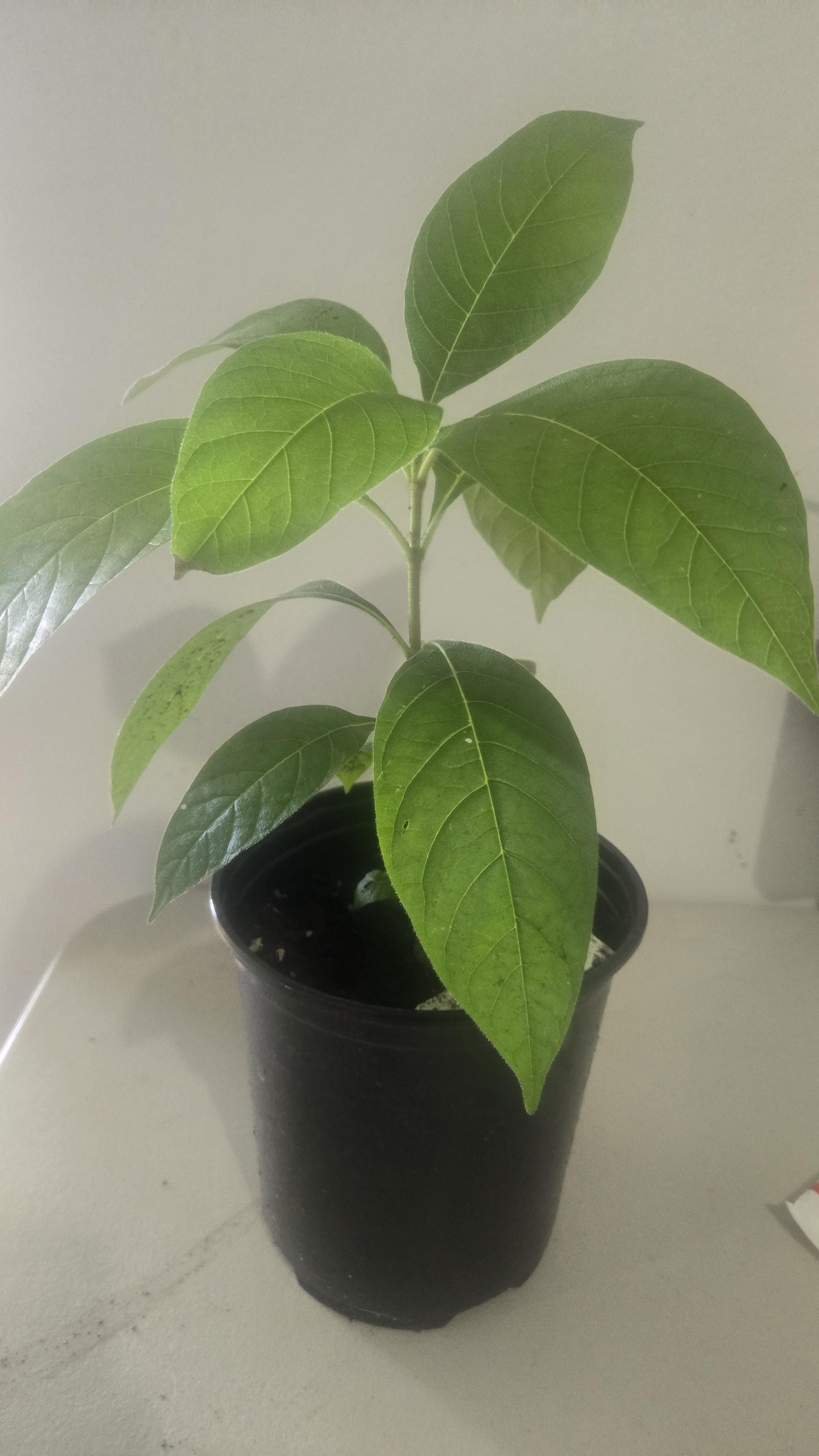 Spanish Tamarind / Tamarind (melicoccus Bijugatus) 10 @ 12 Inches - Etsy