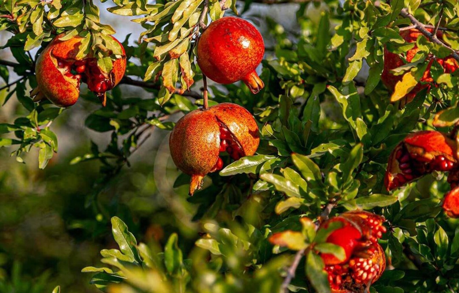 Granada Tree(punica Granatum) Buy and Get a Free Mulberry Tree - Etsy