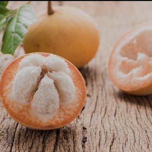 Santol Live Plant - Rare Tropical Fruit Tree (1 Foot) - Etsy
