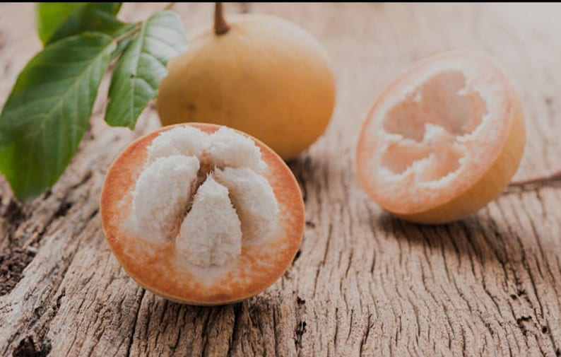 Santol Live Plant - Rare Tropical Fruit Tree (1 Foot) - Etsy