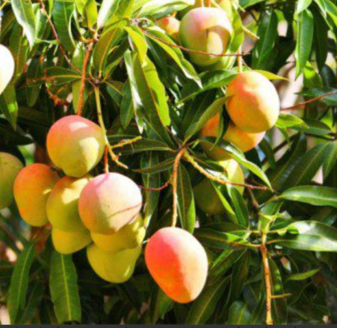 Toro Mango Tree –live Tree / Giant Variety From Puerto Rico – Sweet and ...