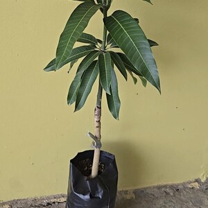 Live Ambika Mango Tree Rare Indian Variety Sweet Fiberless Fruit Approx ...