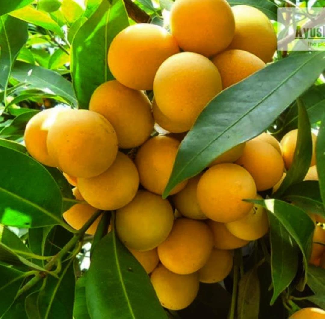 Mango Plum Tree Live Plant 12-18 Inches – Tropical Fruit Tree – Sweet ...