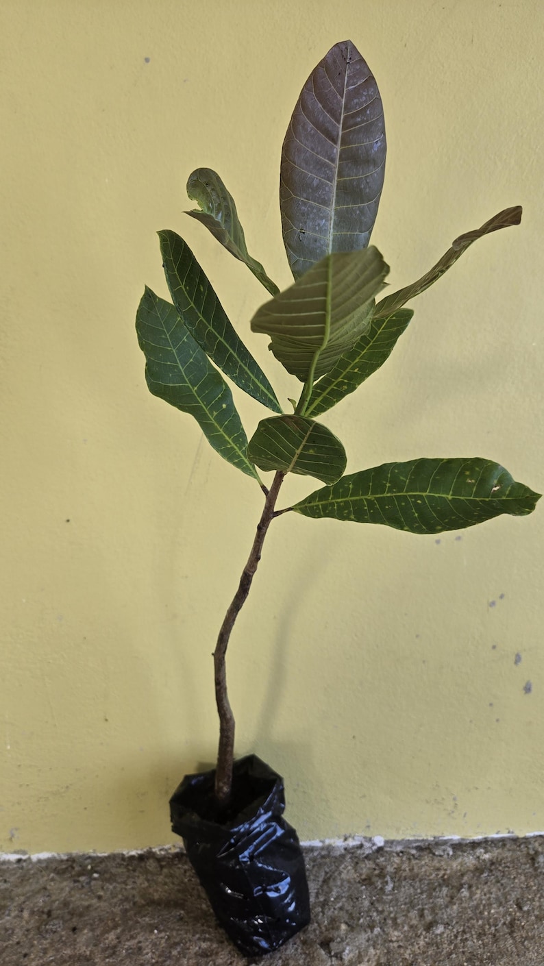 Live Cashew Tree (pajuil) 1 Ft – Anacardium Occidentale – Tropical ...