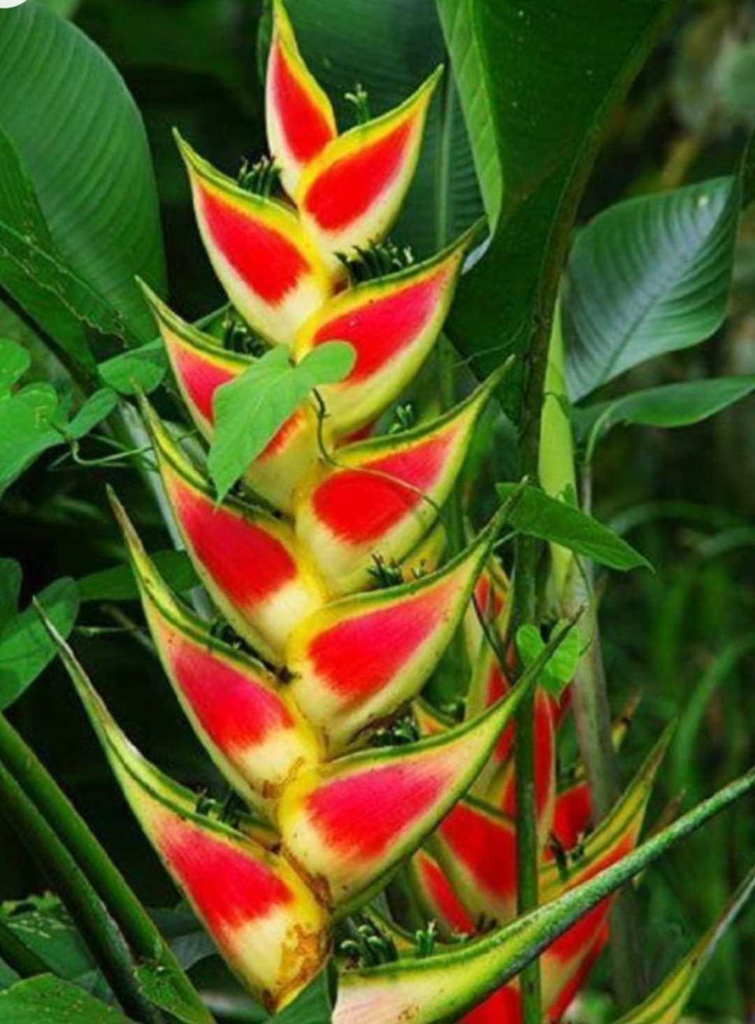 Heliconia Wagneriana –two Stems With Roots/ 1 Feet Approx./ Listas Para ...
