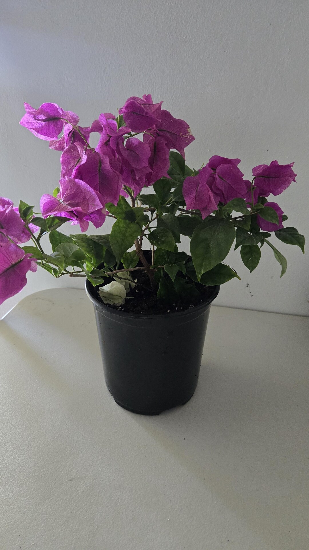 Trinitaria Hawaiana Viva 1 Ft | Two Plants / Bougainvillea Plant ...