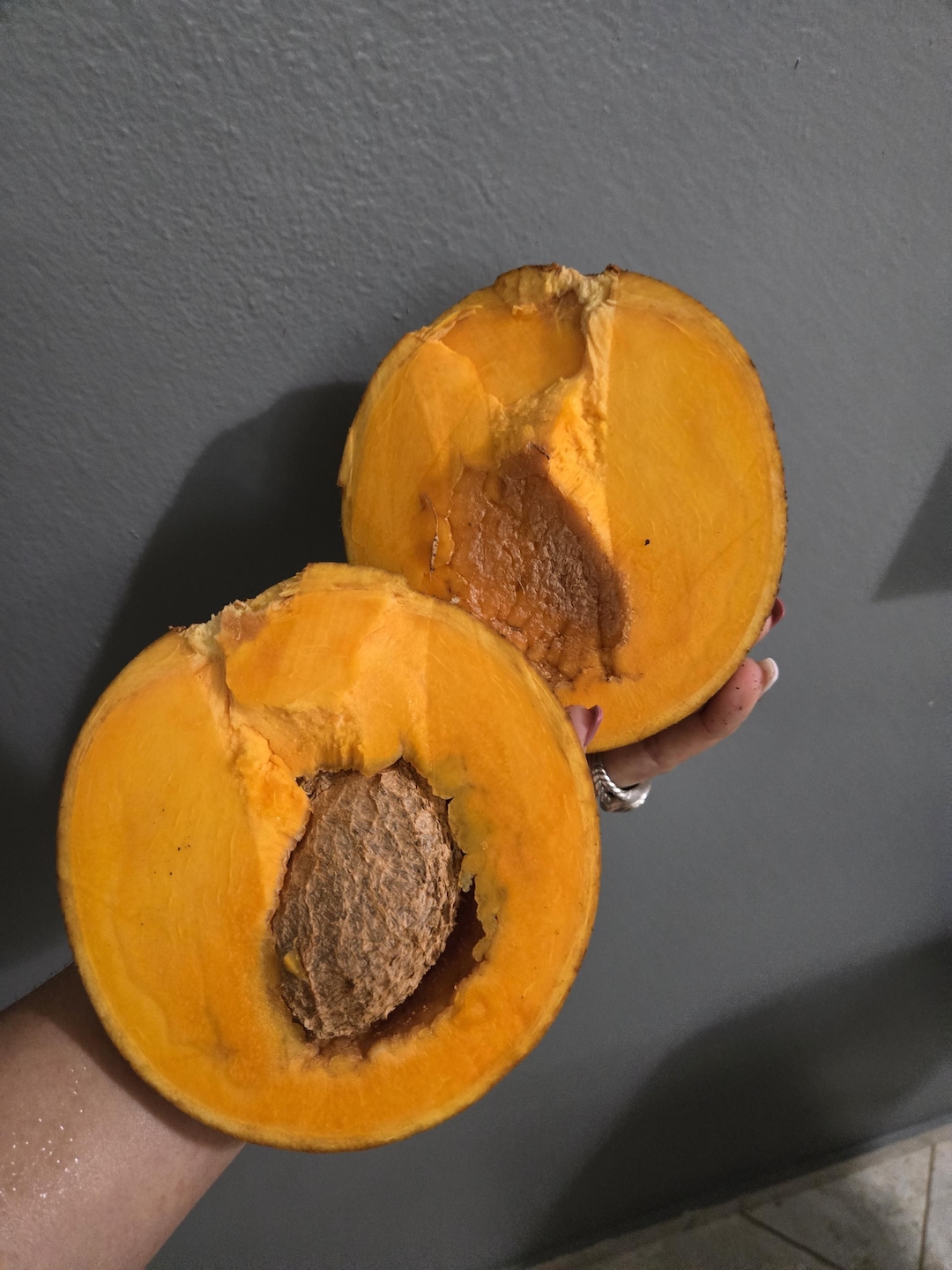 Mamme Apple / Mamey Tree (pouteria Sapota) Tropical Mamey / Mammea ...