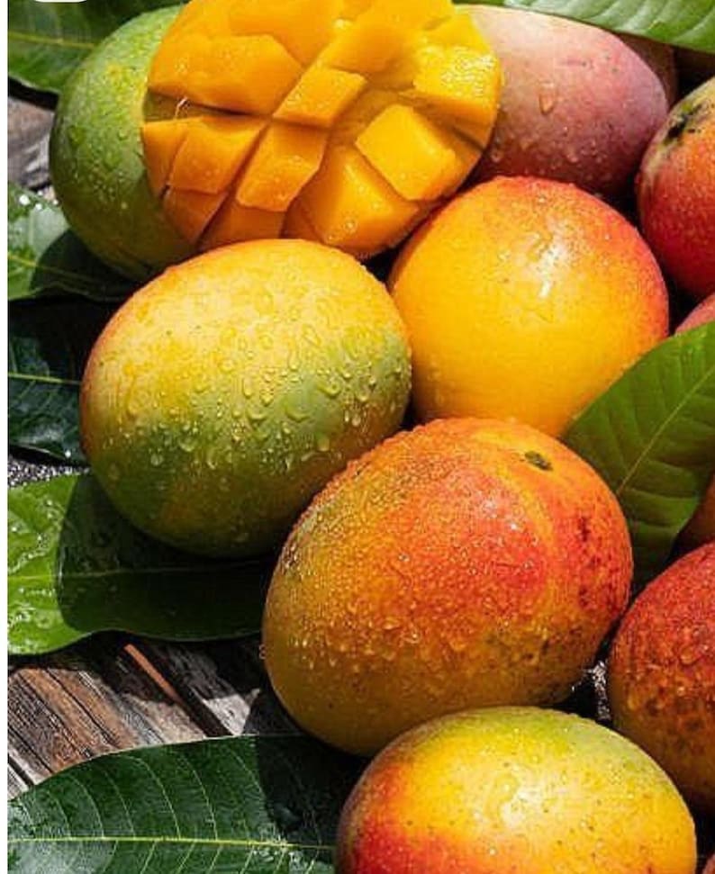 Grafted Keitt Mango Tree (2-3 Ft) – Live Tropical Fruit Tree No ...