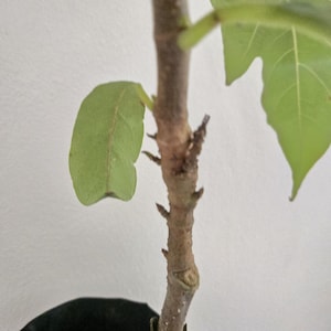 Grafted Breadfruit Tree 3ft / Panapen / Tropical Fruit Ready to Plant ...