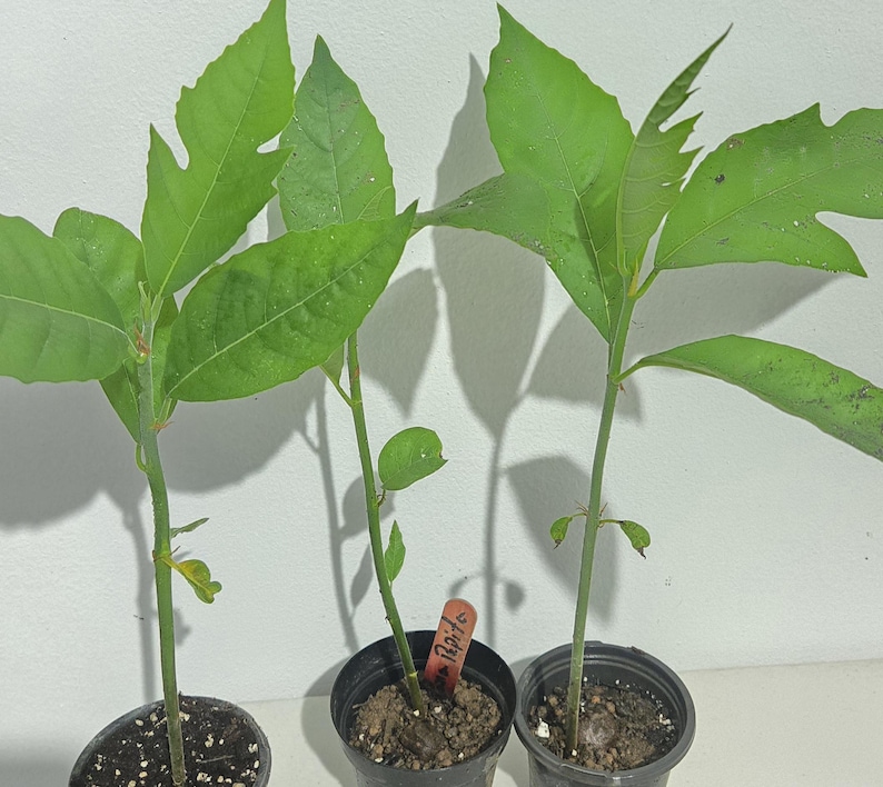 Breadnut Trees – Tropical Garden, Edible Fruit & Seeds (10-12 Inches ...