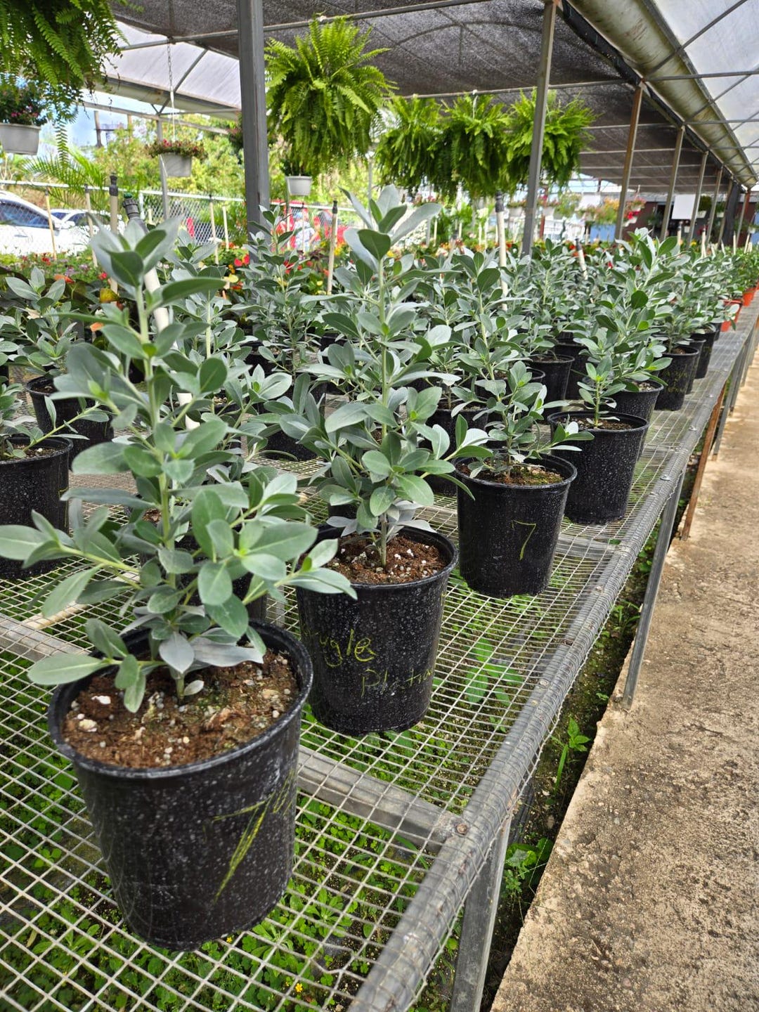 Silver Mangrove Plant (2 Plants) - Laguncularia Racemosa - Etsy