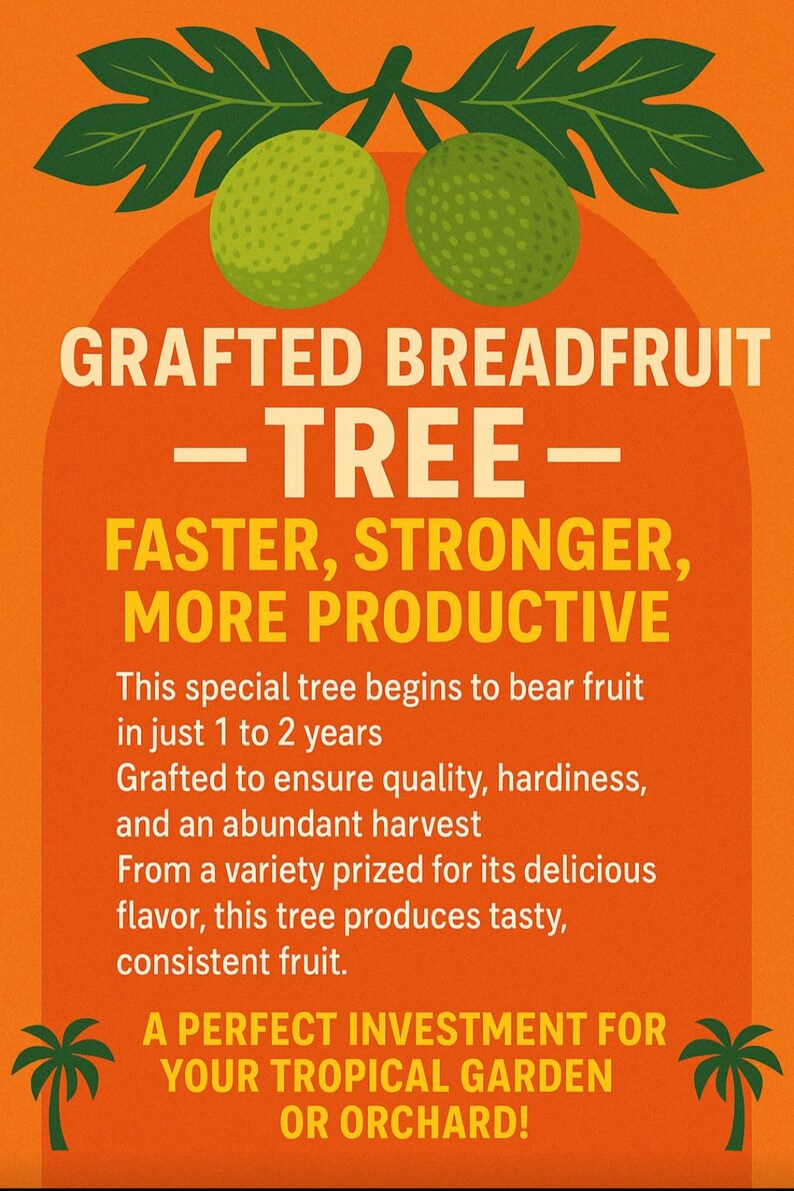 Árbol Del Pan Injertado: 3 Pies / Fructificación Rápida, Alto ...