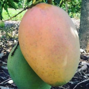 Grafted Mango Keitt Tree 2-3 Ft – Live Tropical Fruit Tree – Sweet and ...