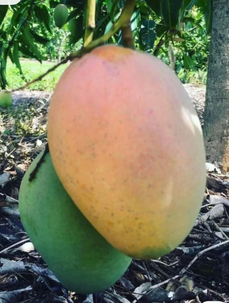 Grafted Keitt Mango Tree (2-3 Ft) – Live Tropical Fruit Tree No ...