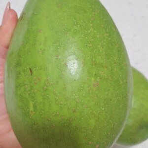 Special Offer! 3 Tropical Fruit Trees – Avocado, Breadfruit & Soursop ...