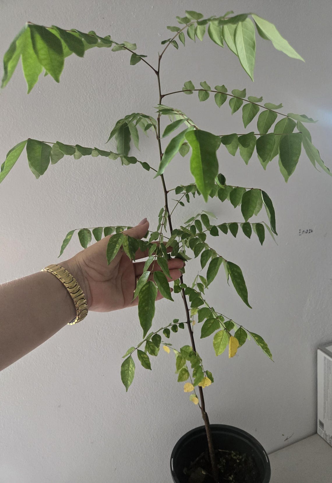 Árbol De Carambola (averrhoa Carambola) - Árbol Frutal Tropical Vivo ...