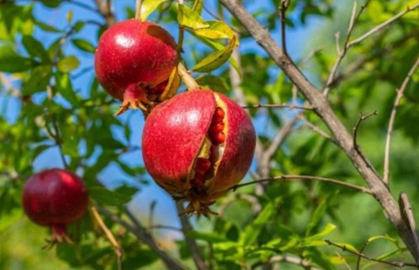 Granada Tree(punica Granatum) Buy and Get a Free Mulberry Tree - Etsy