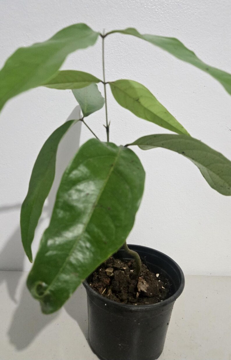 Anacardo (Pajuil) vivo de 30 cm – Anacardium occidentale – Árbol frutal ...