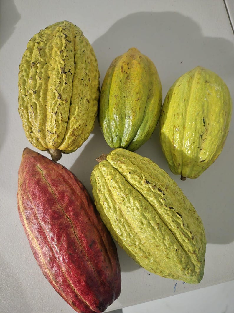 Fresh Cacao Pods - Raw Chocolate Fruit - Direct From Farm / Shipping ...