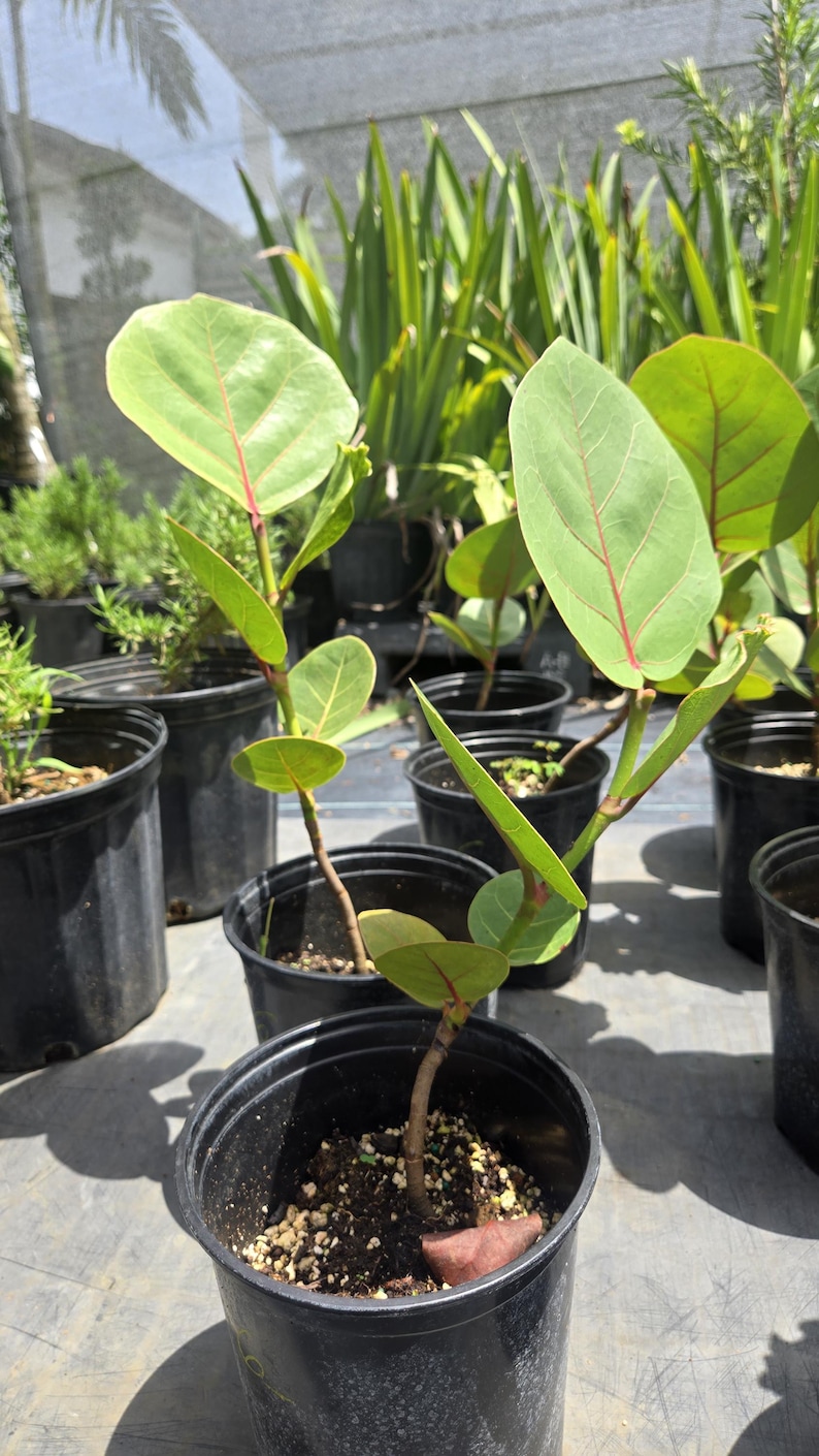 Live Sea Grape Tree | Coccoloba Uvifera | Tropical Beach Plant 24 ...