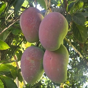 Live Ambika Mango Tree Rare Indian Variety Sweet Fiberless Fruit Approx ...
