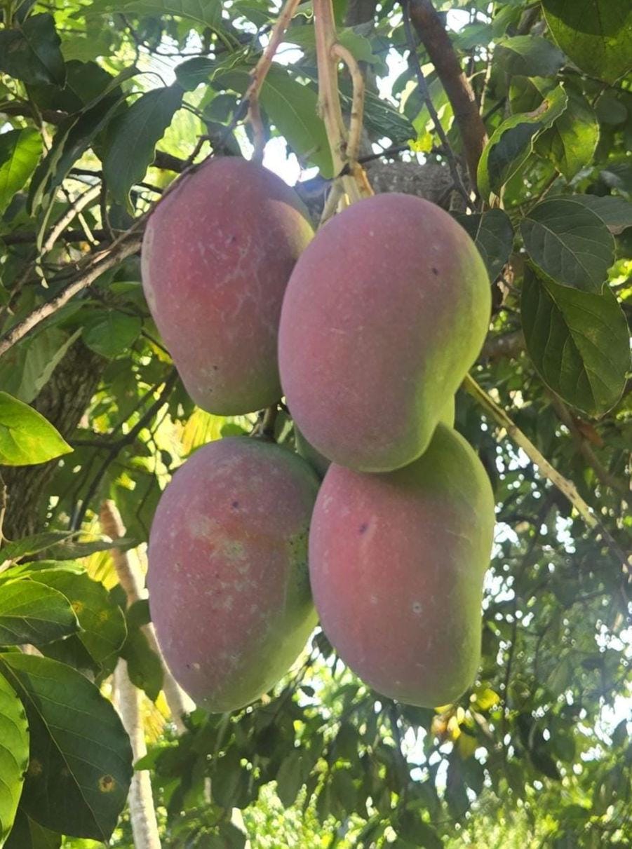 Live Ambika Mango Tree Rare Indian Variety Sweet Fiberless Fruit Approx ...