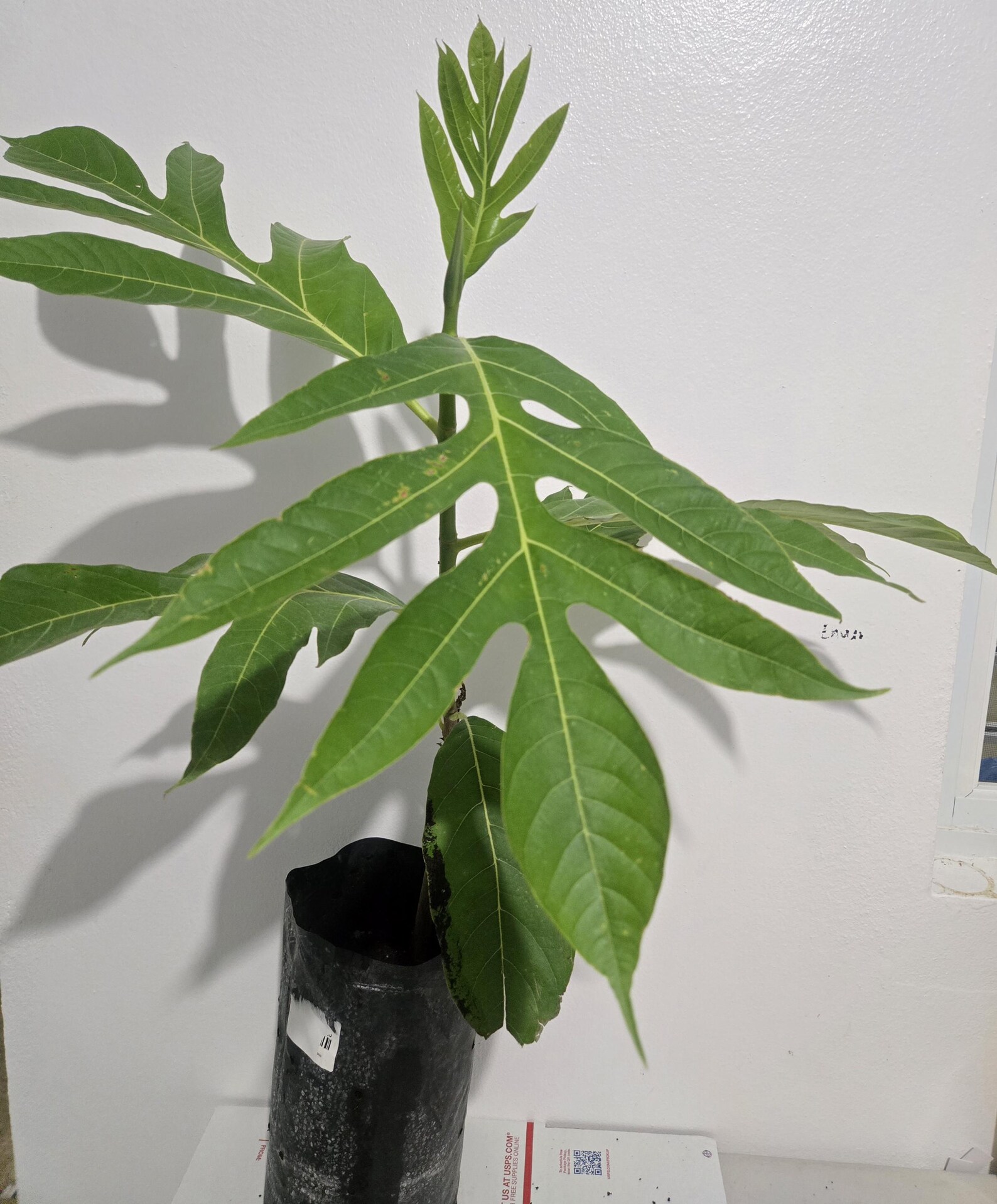 Grafted Breadfruit Tree 3ft / Panapen / Tropical Fruit Ready to Plant ...