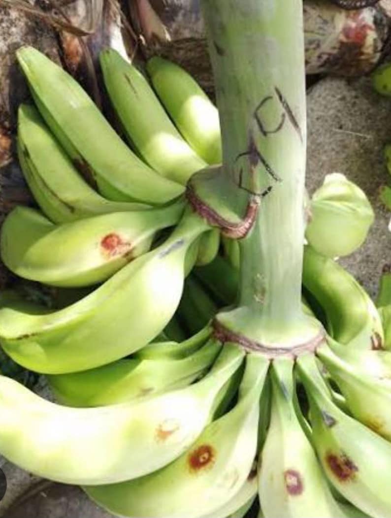 Planta De Platain Viva (maricongo) Seeds/ Árbol Frutal Tropical ...
