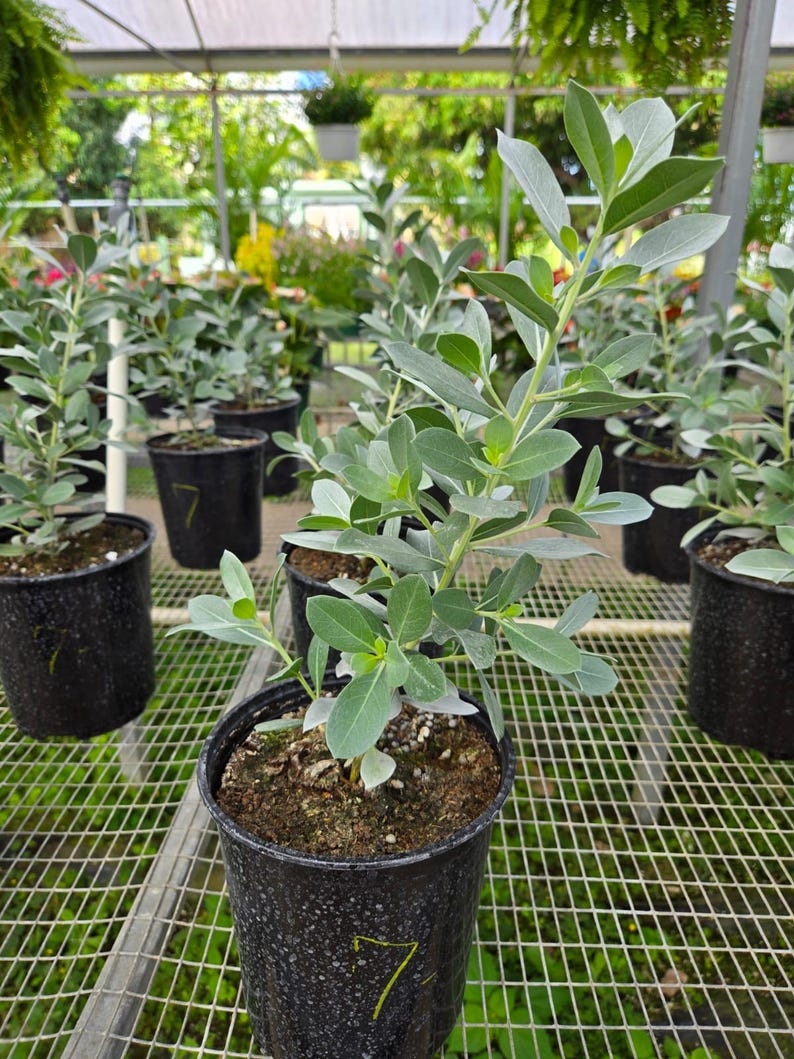 Silver Mangrove Plant (2 Plants) - Laguncularia Racemosa - Etsy