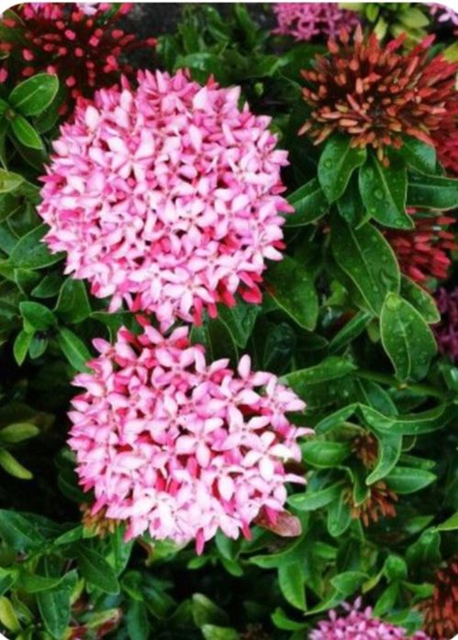 Dwarf Ixora Plant Pink (set of 3), Vibrant West Indian Jasmine 6 Inches ...