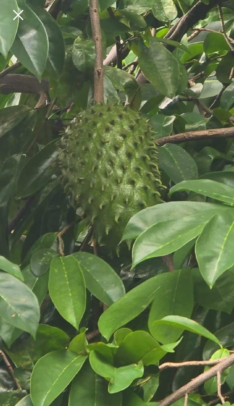 Árbol De Guanábana / Soursop/ Árbol Frutal Tropical Desarrollado /1 @ 1 ...