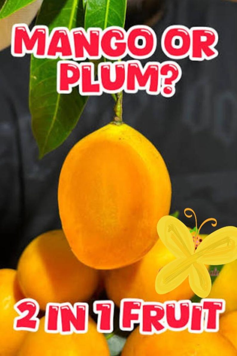 Mango Plum Tree Live Plant 12-18 Inches – Tropical Fruit Tree – Sweet ...